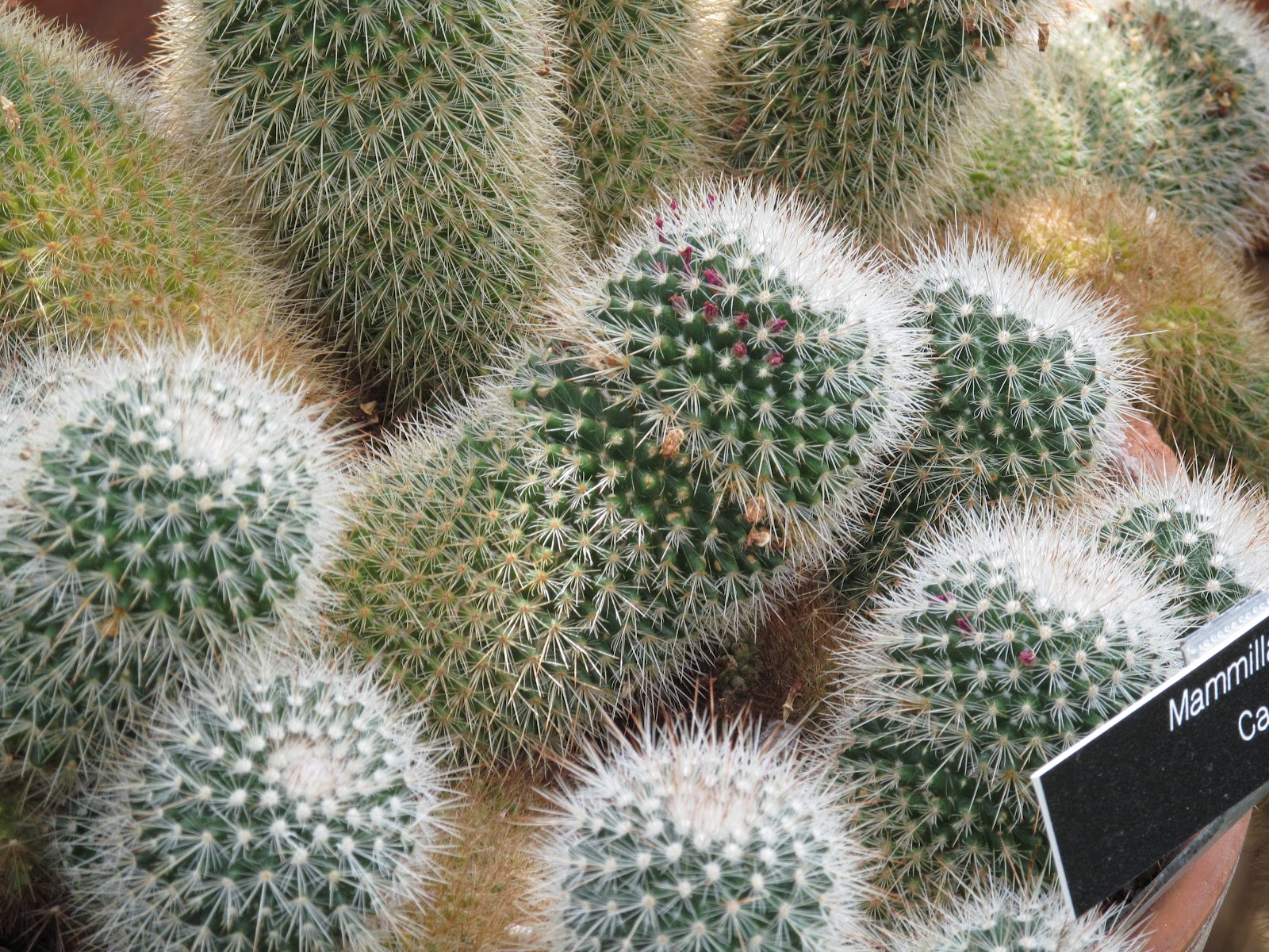 Chelseas Photograghy Blog: Cautus